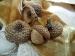 velvet acorns — pleasure in simple things