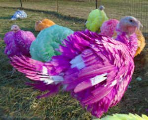rainbow turkeys at gozzi’s farm — pleasure in simple things
